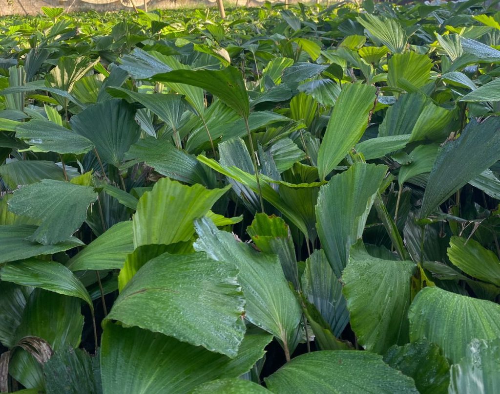 Wasagi Sakti Nusantara